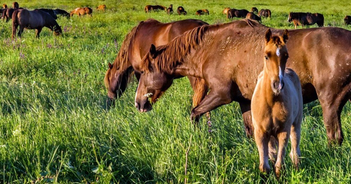 SETU | Certificate in Thoroughbred Breeding Management